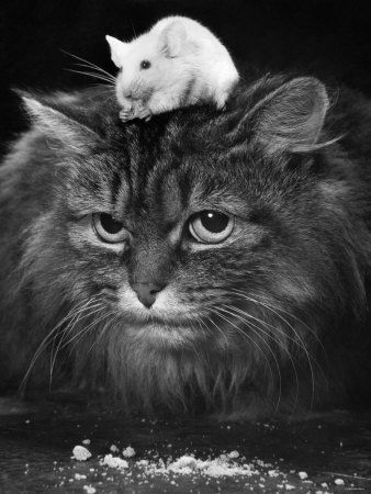 Awkward Cat Moments | catnipoflife