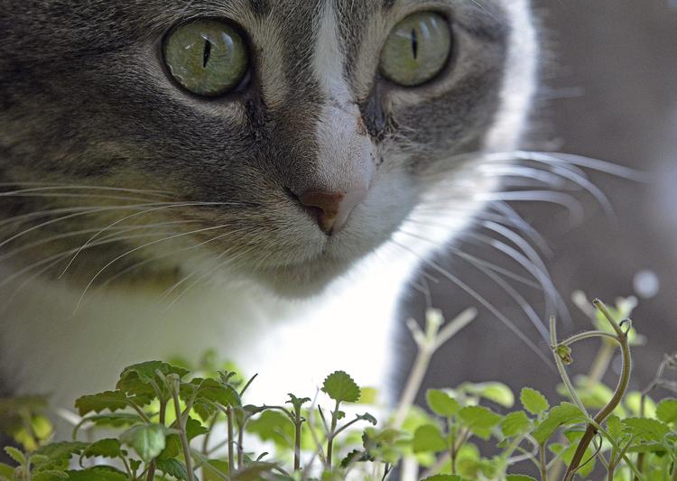 catnipoflife is Back Online! | catnipoflife